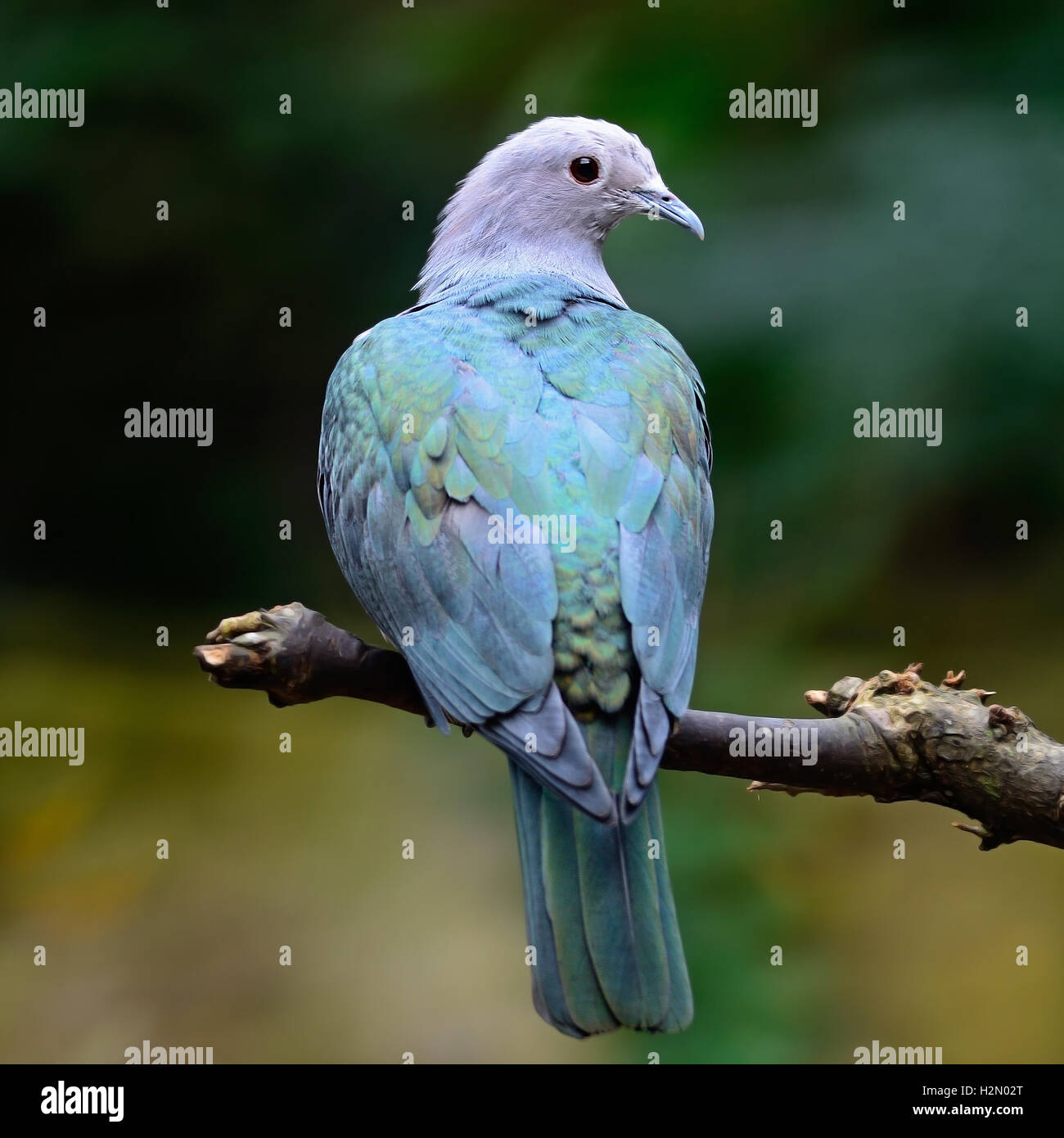 Green Imperial Pigeon Stock Photo - Alamy