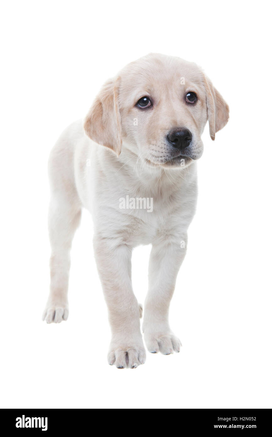Sad Little Lab Stock Photo - Alamy
