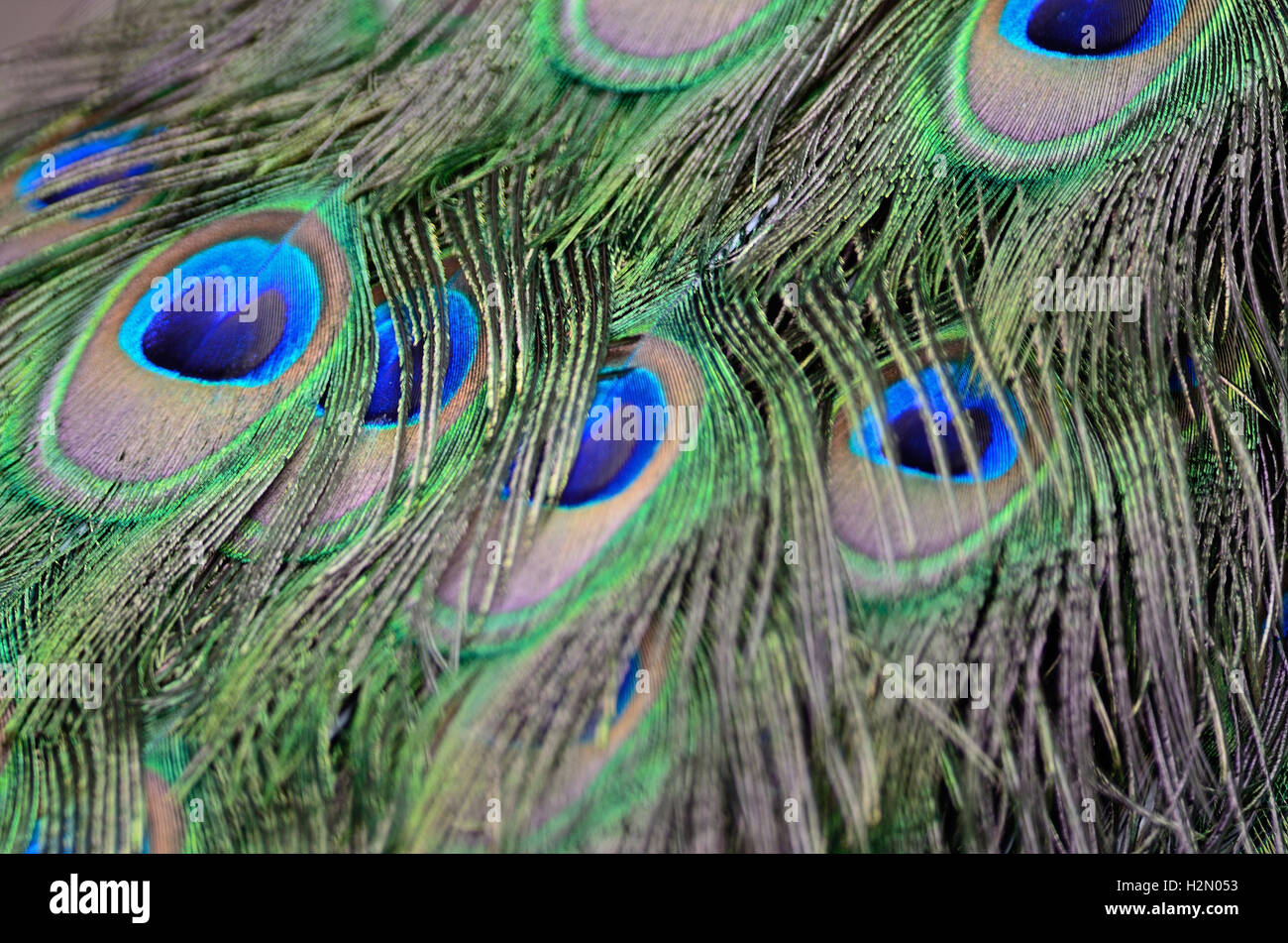 Green Peafowl feather Stock Photo - Alamy