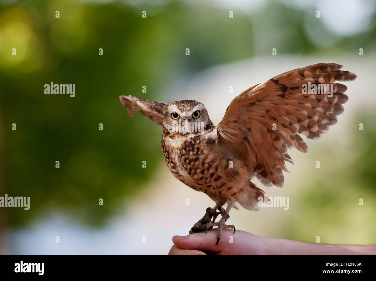 Burrowing owl canada hi-res stock photography and images - Alamy