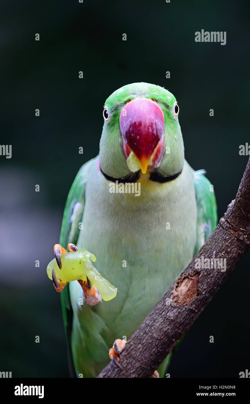 Green alexandrine parrot hi-res stock photography and images - Alamy