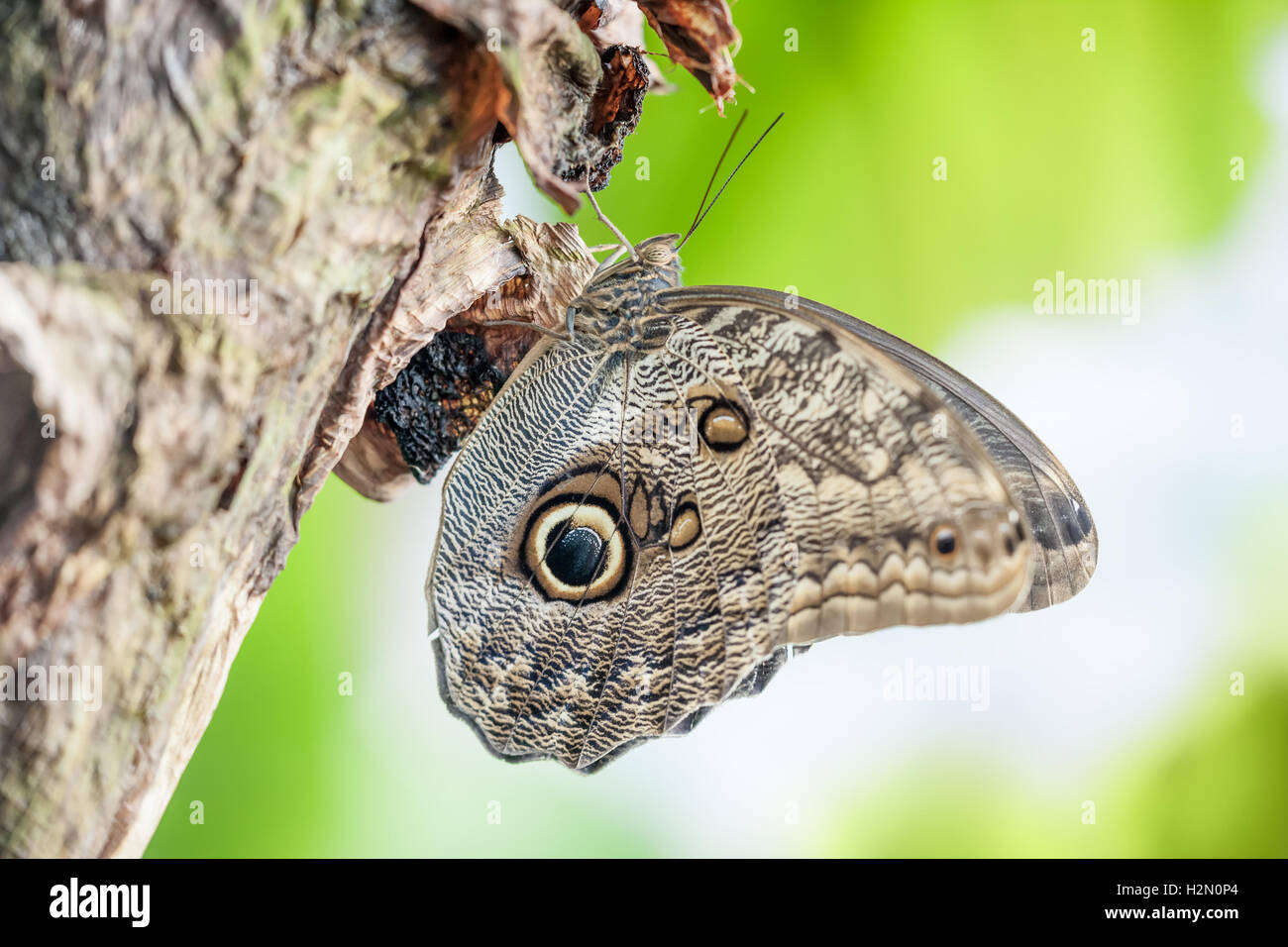 Morpho body hi-res stock photography and images - Alamy