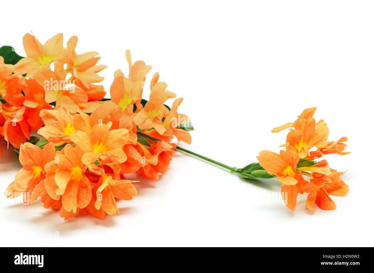 Asian tropical flower hi-res stock photography and images - Alamy