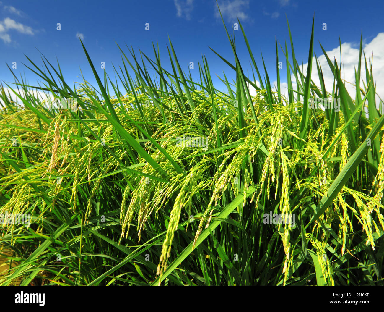 Paddy rice field Stock Photo - Alamy