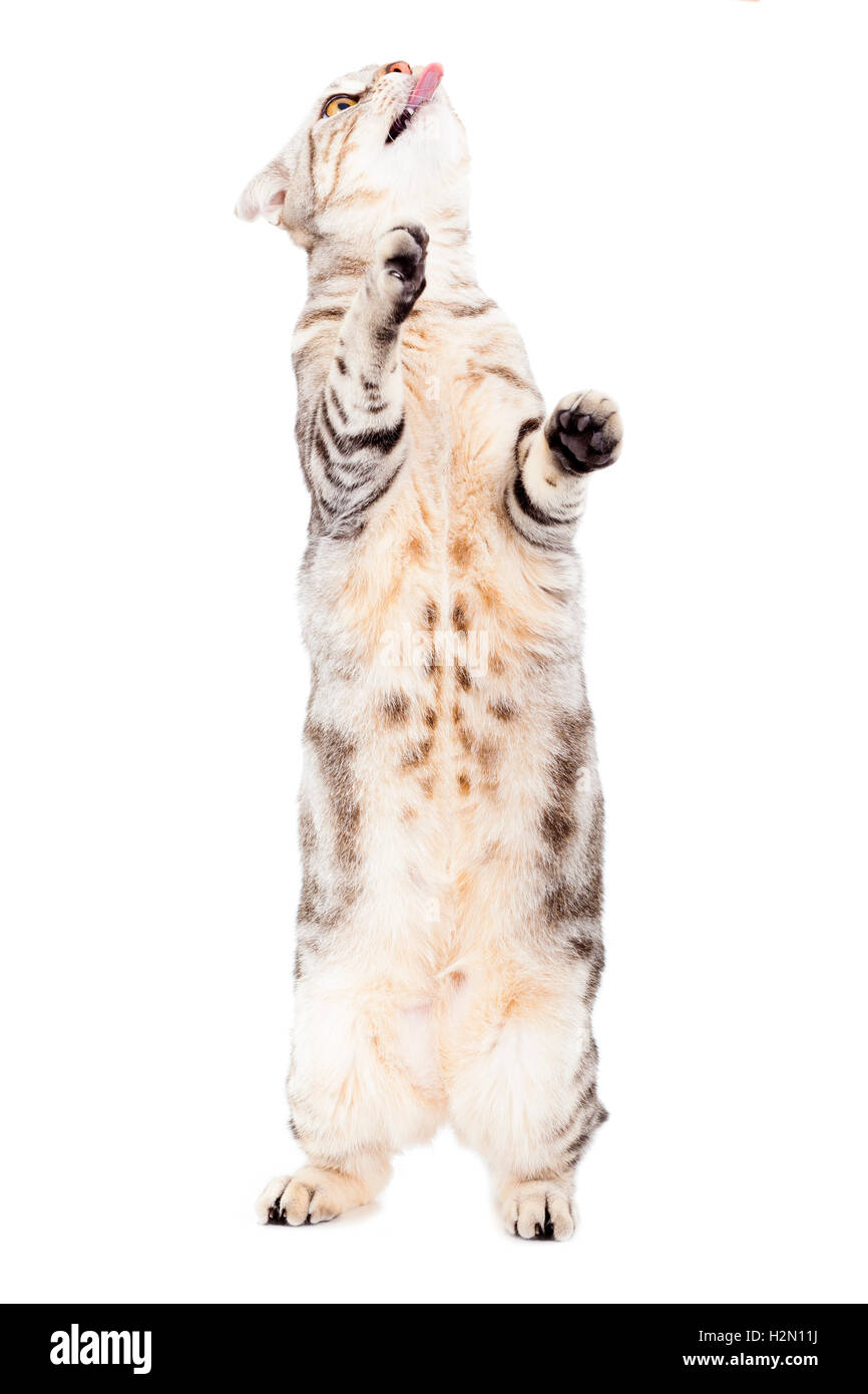 cat standing and licking something Stock Photo - Alamy