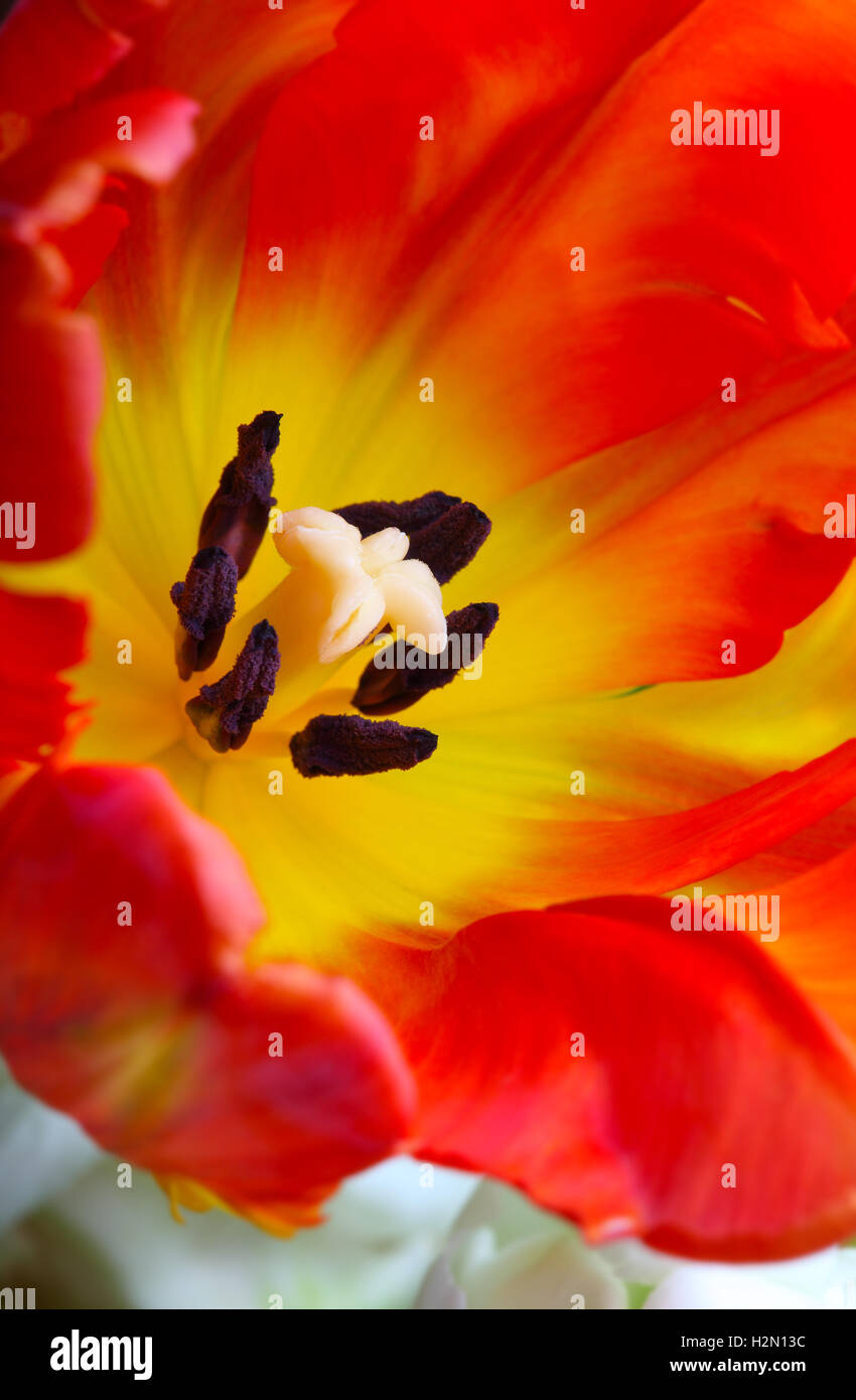 detailed image of tulip Stock Photo - Alamy