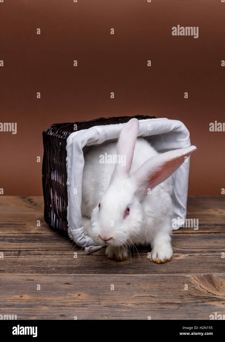 Adorable bunny wicker basket hi-res stock photography and images - Alamy