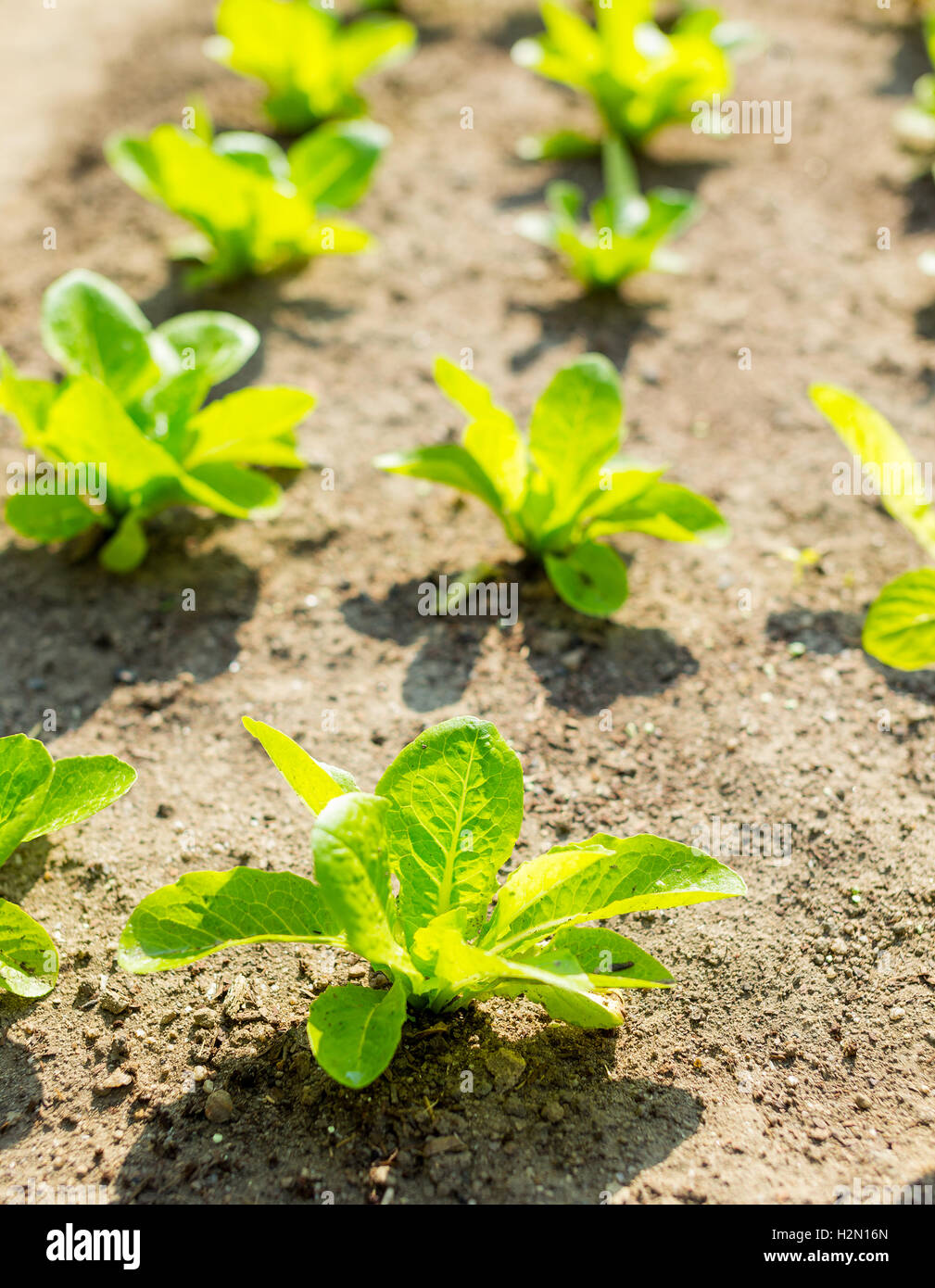 Young lettuce field Stock Photo - Alamy