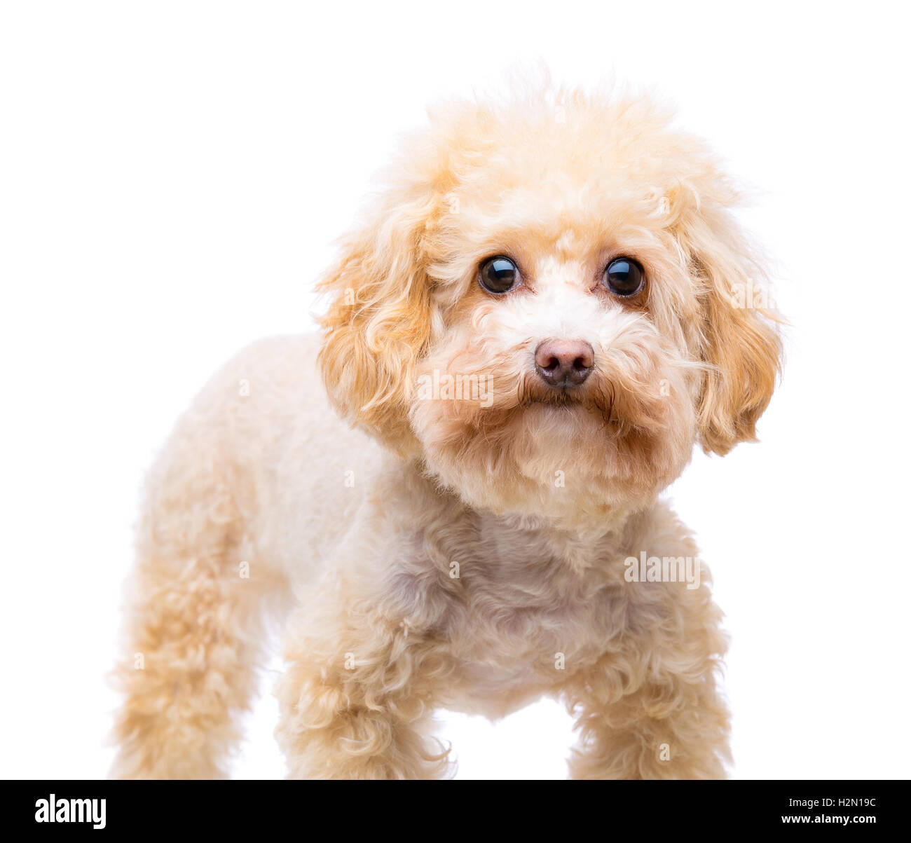 Brown poodle hi-res stock photography and images - Alamy