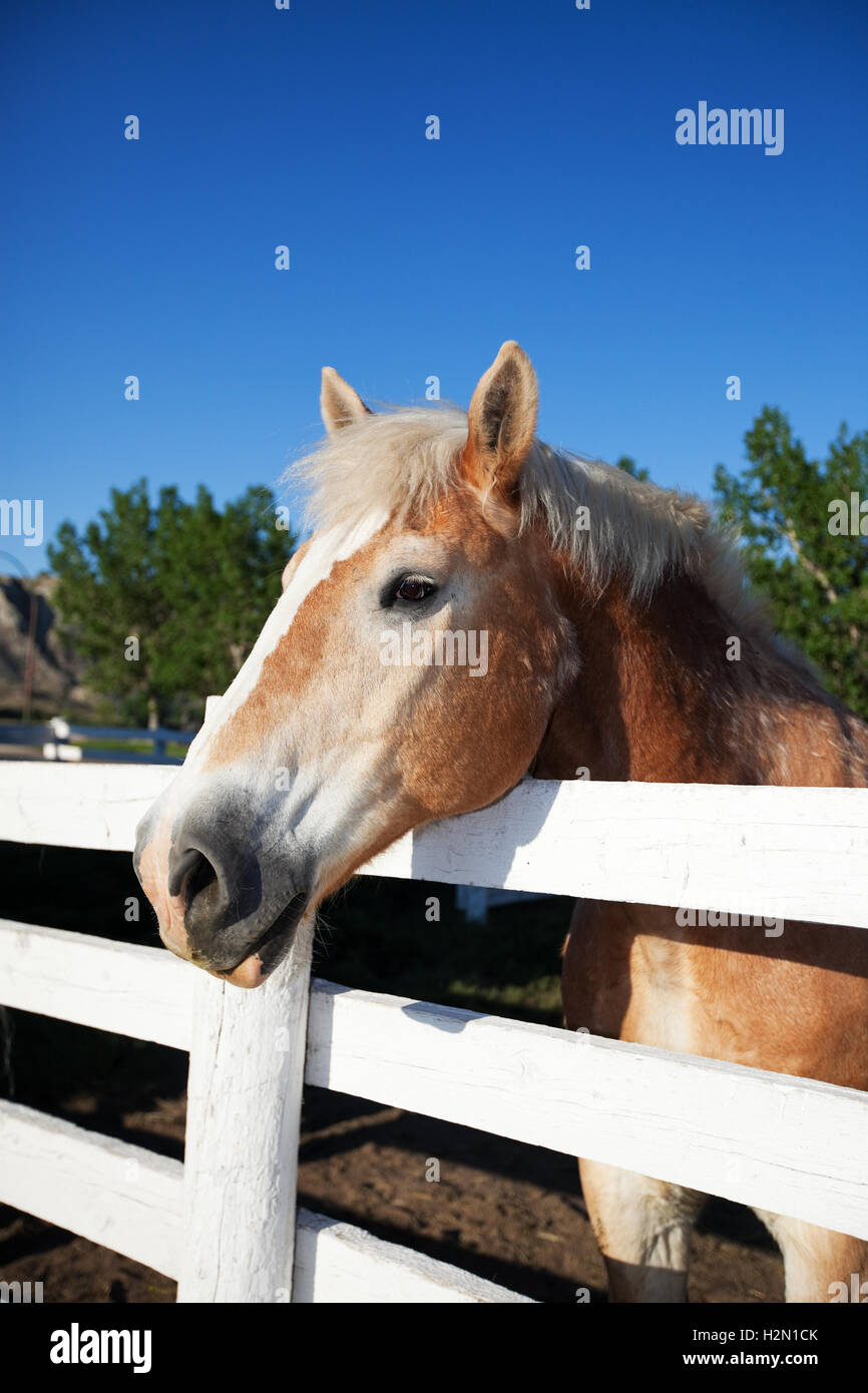 Horse in Corral Stock Photo - Alamy