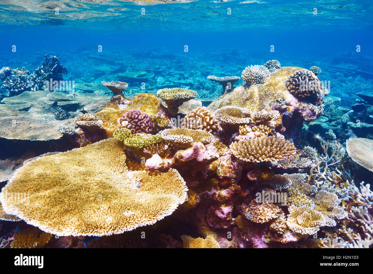 Coral reef at Maldives Stock Photo - Alamy