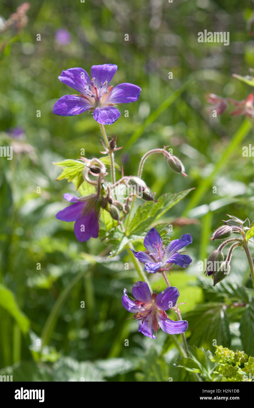 A purple summer flower Stock Photo - Alamy