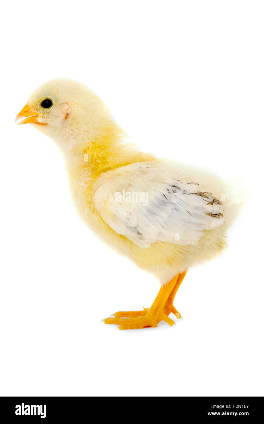 Baby chicken young Cut Out Stock Images & Pictures - Alamy