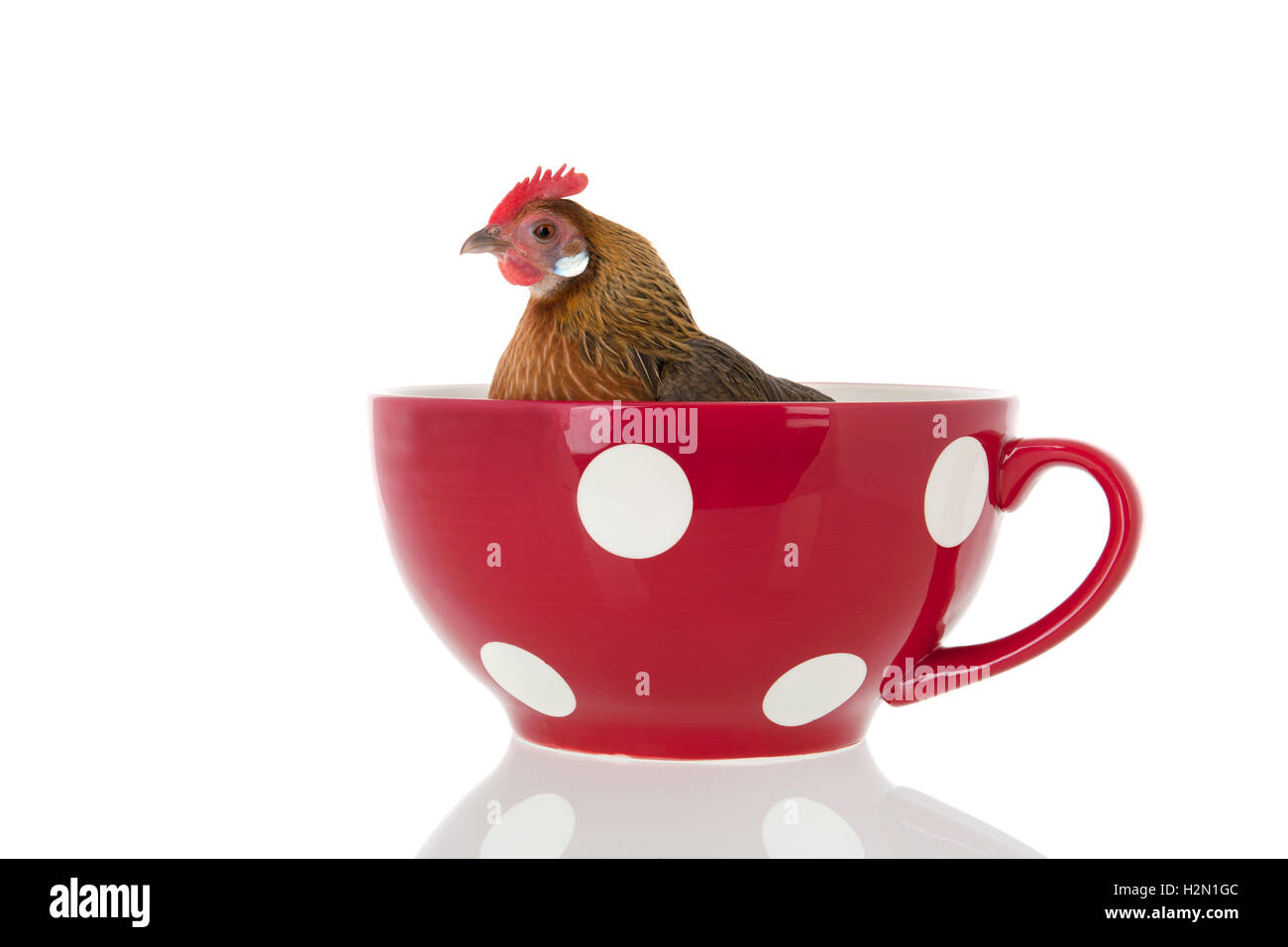 Chicken humor hi-res stock photography and images - Alamy