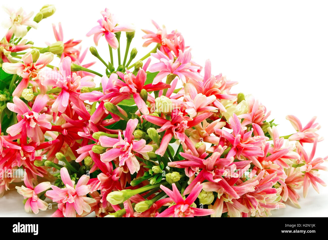 Rangoon creeper hi-res stock photography and images - Alamy