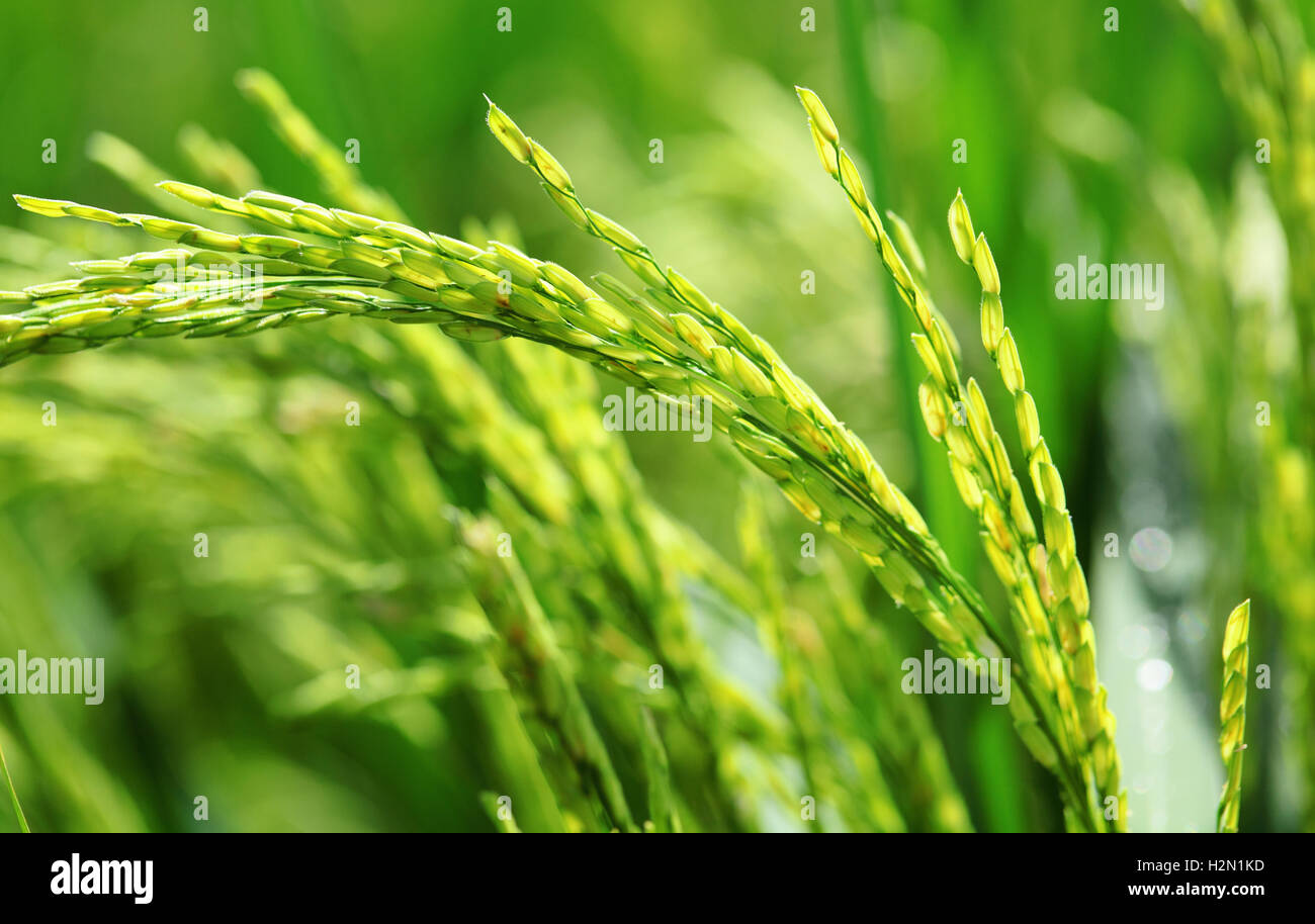 Paddy rice plant Stock Photo - Alamy