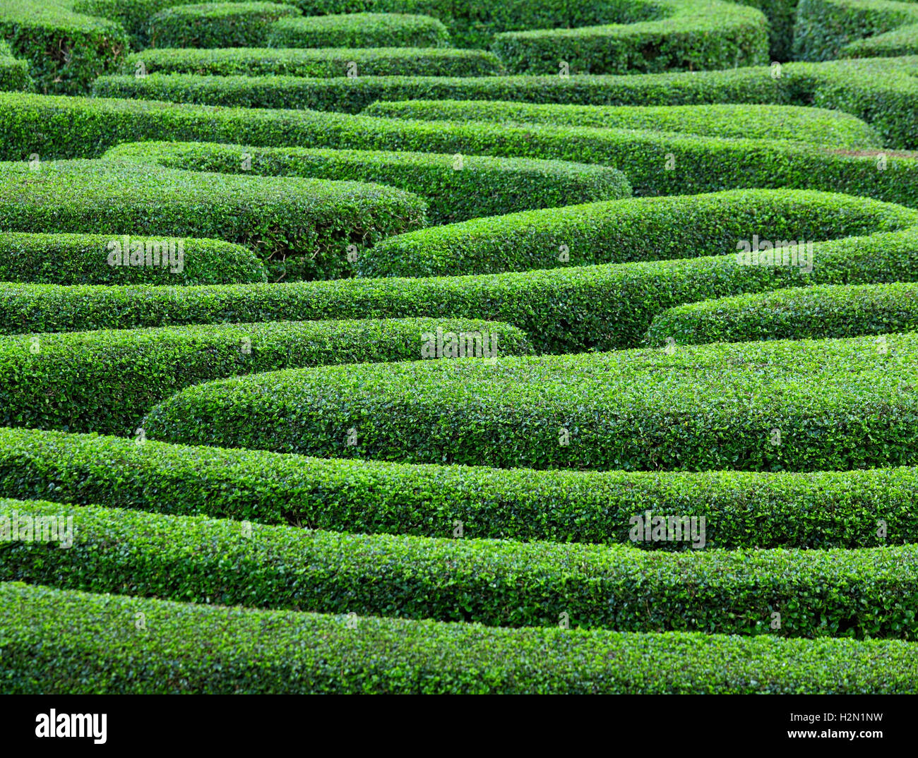 Maze hedge pattern labyrinth hi-res stock photography and images - Alamy