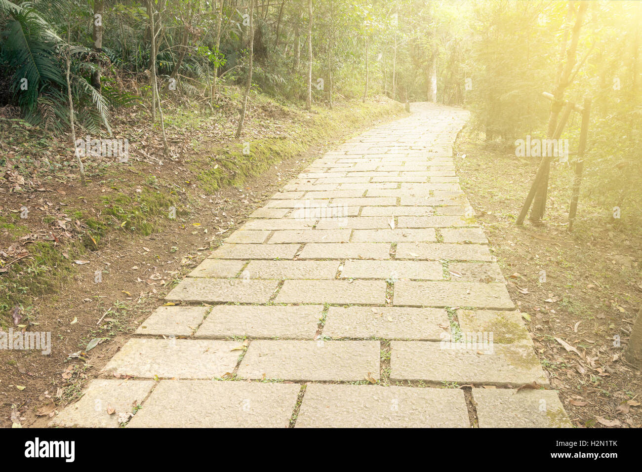 Path in forest under sunlight Stock Photo - Alamy