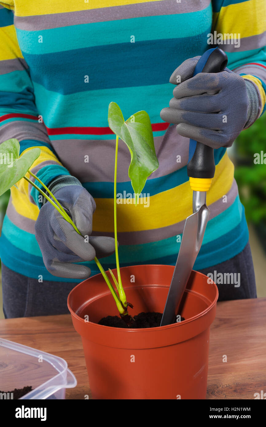 Repoting hi-res stock photography and images - Alamy