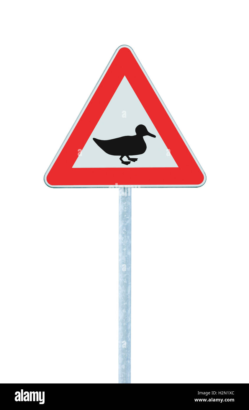 Wild Fowl Duck Crossing Ahead Warning Traffic Road Sign Large Isolated ...