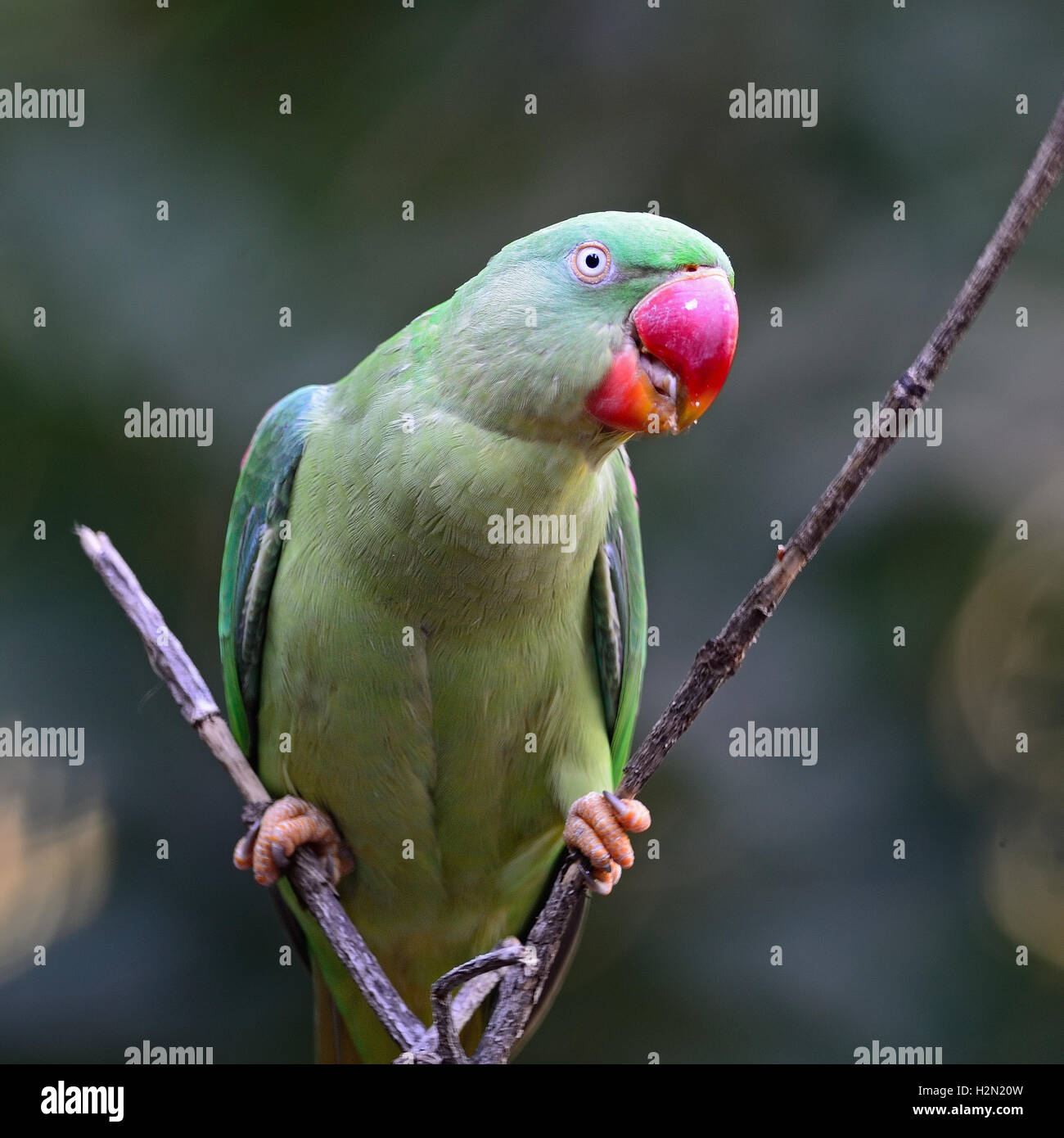 Yellow Alexandrine Parrot For Sale In Pakistan