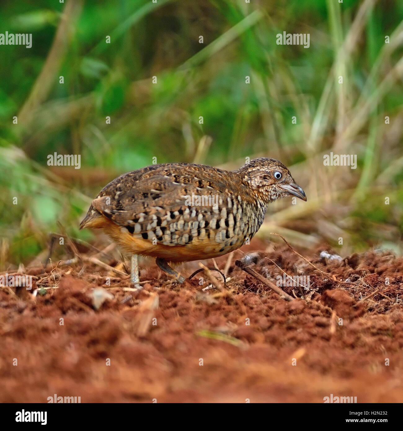 Buttonquail male hi-res stock photography and images - Alamy