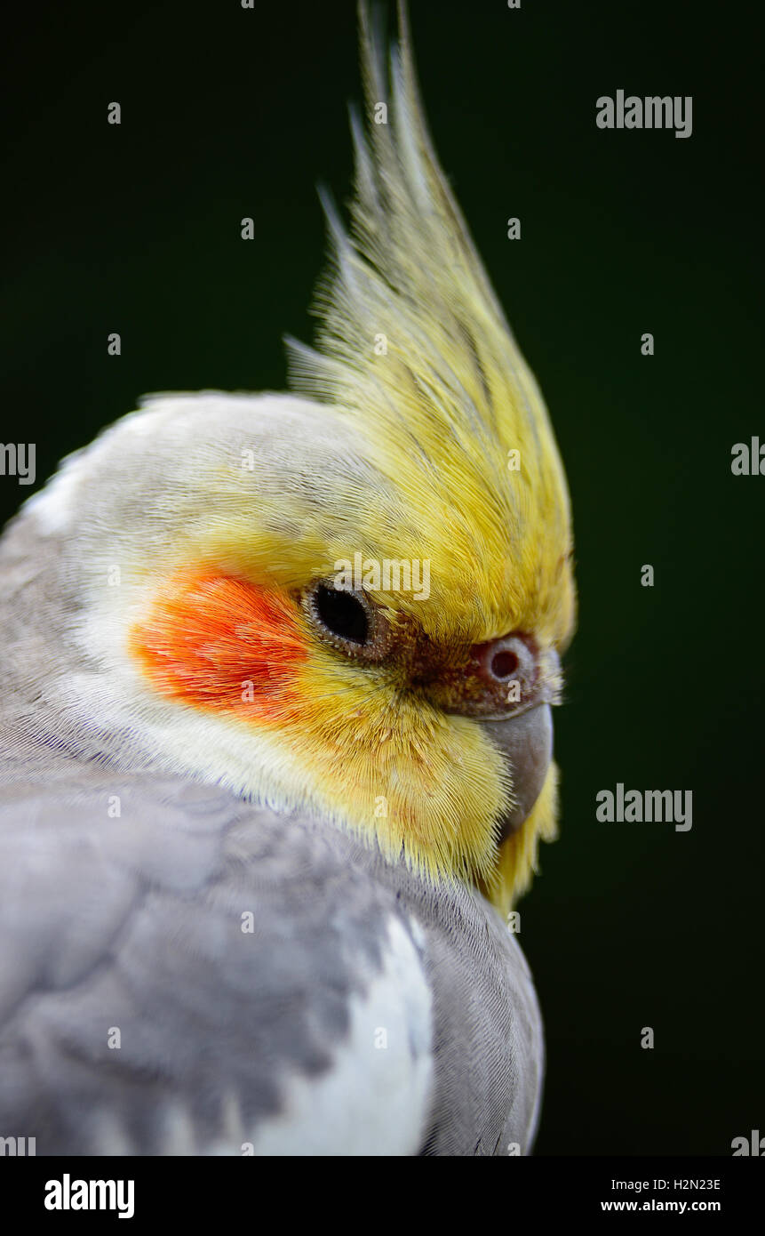 White cockatiel hi-res stock photography and images - Alamy