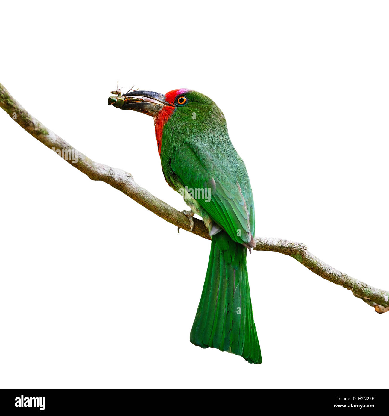 female Red-bearded Bee-eater Stock Photo - Alamy