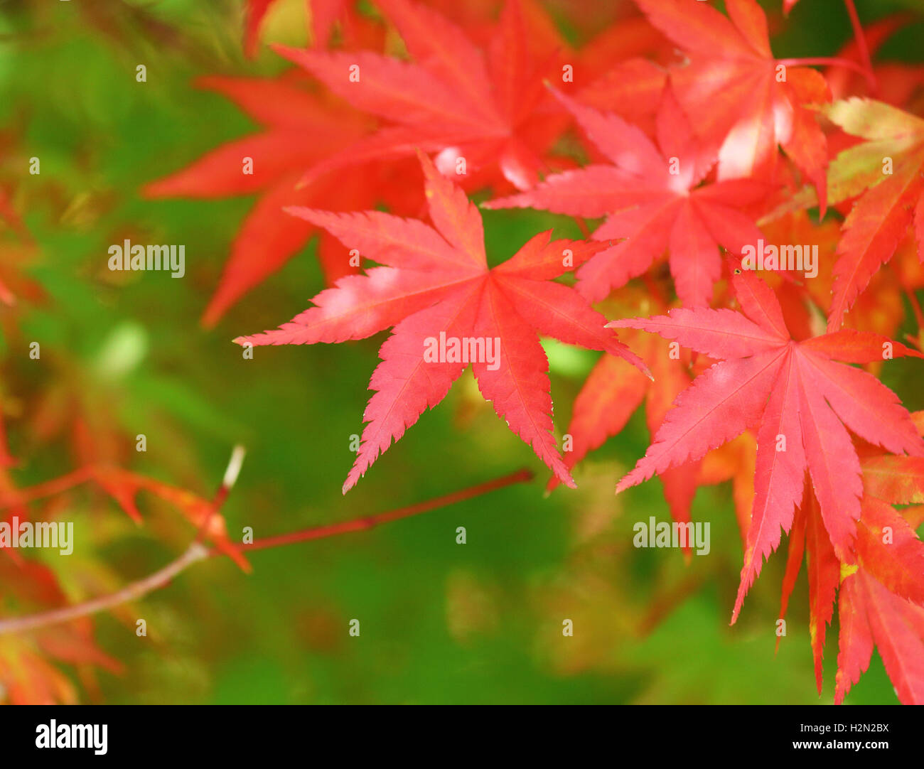 Red maple leave Stock Photo - Alamy