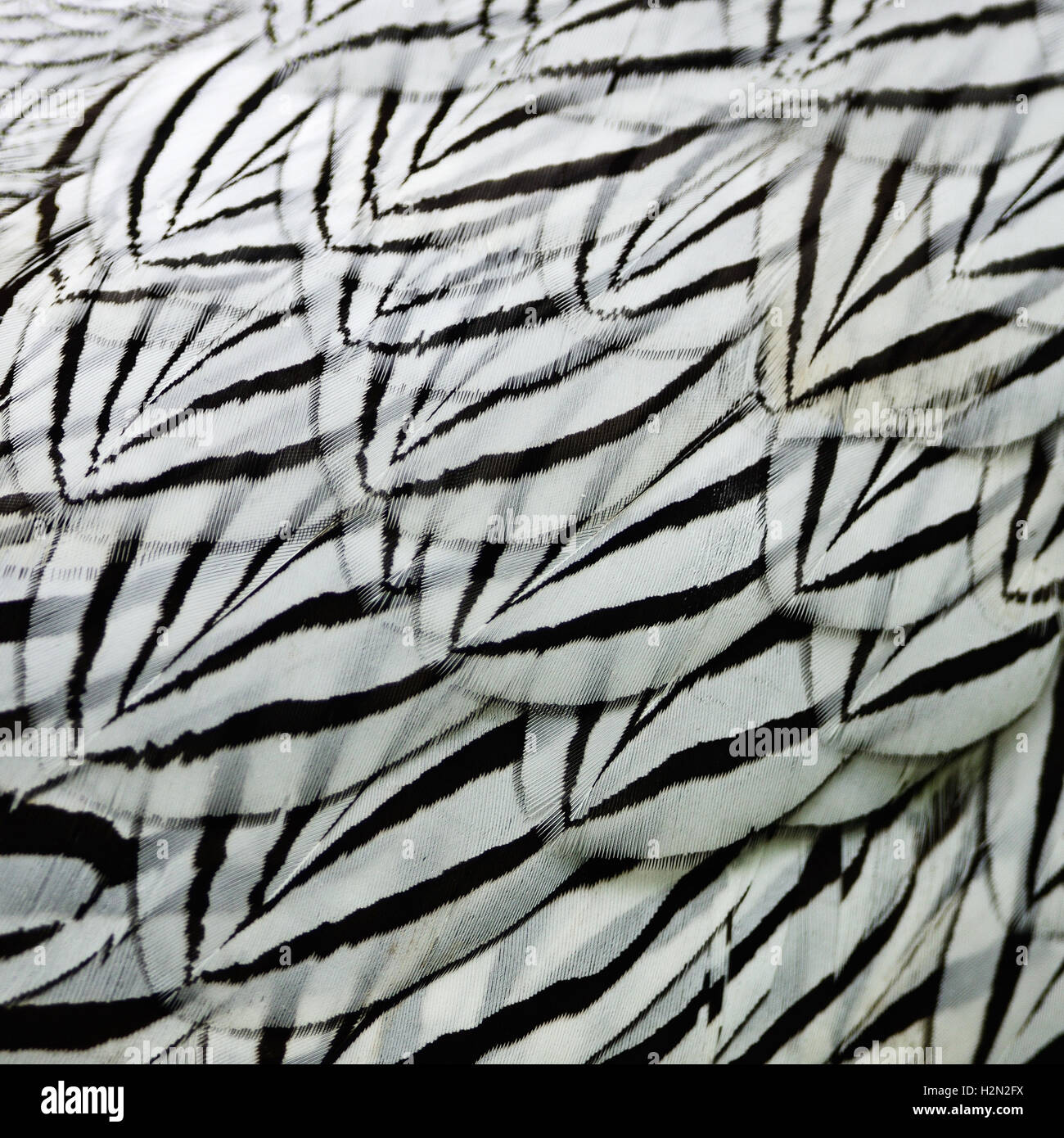 Pheasant feather hi-res stock photography and images - Alamy