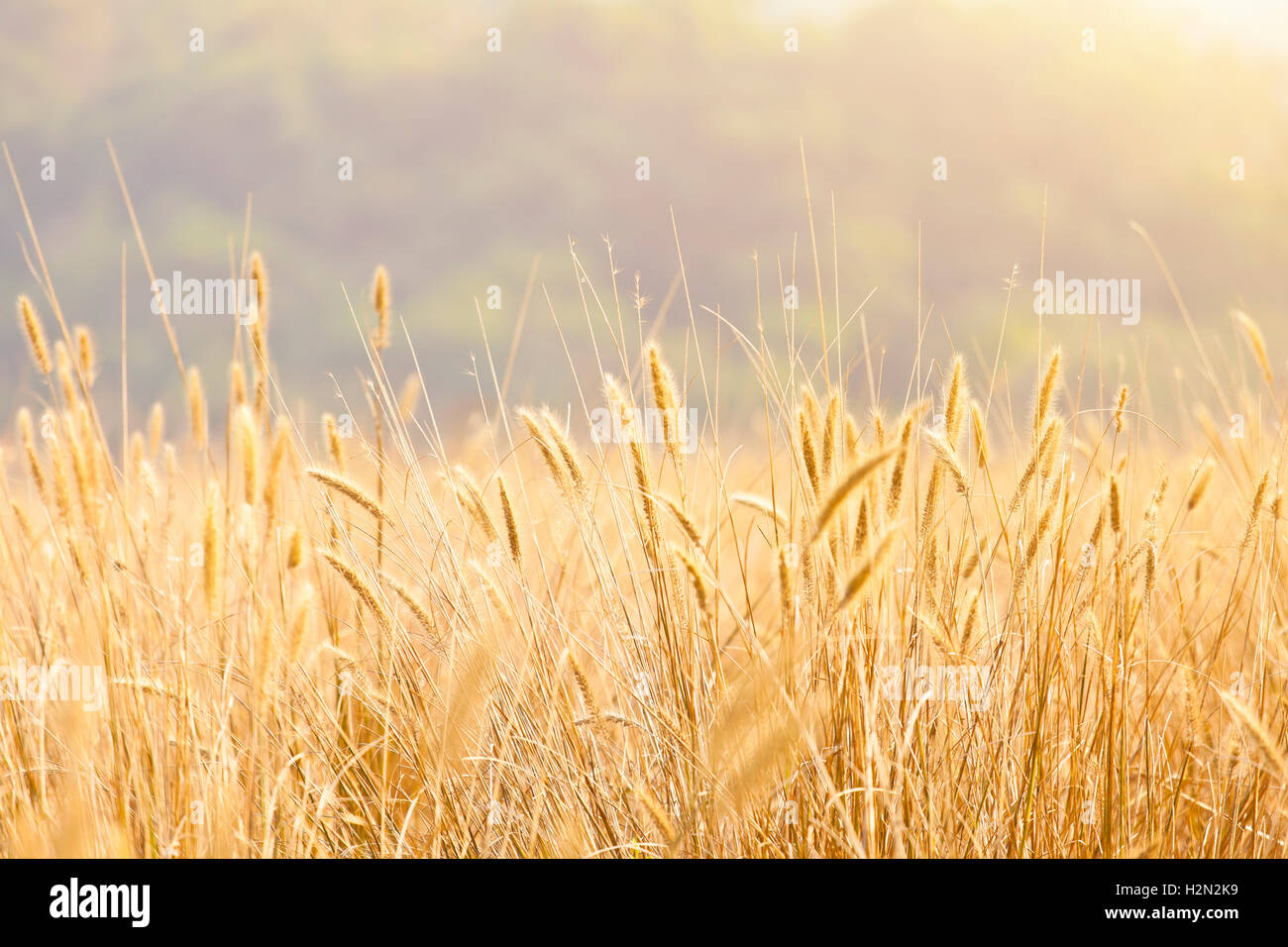 Fantastic wheat field under sunshine Stock Photo - Alamy