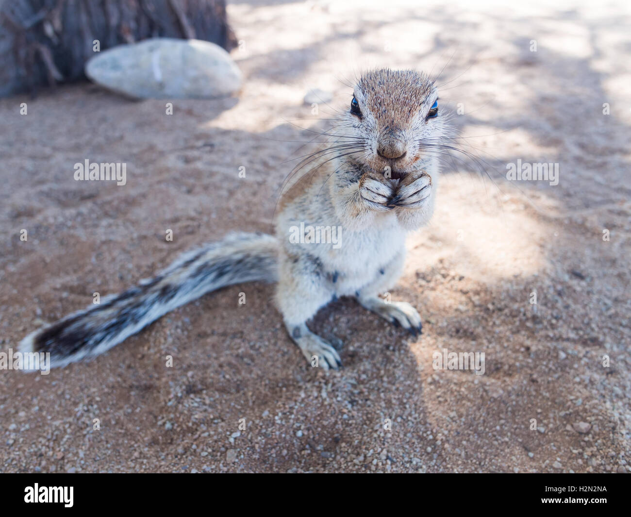 African ground squirrel on the Namib desert, Namibia, eating Stock ...