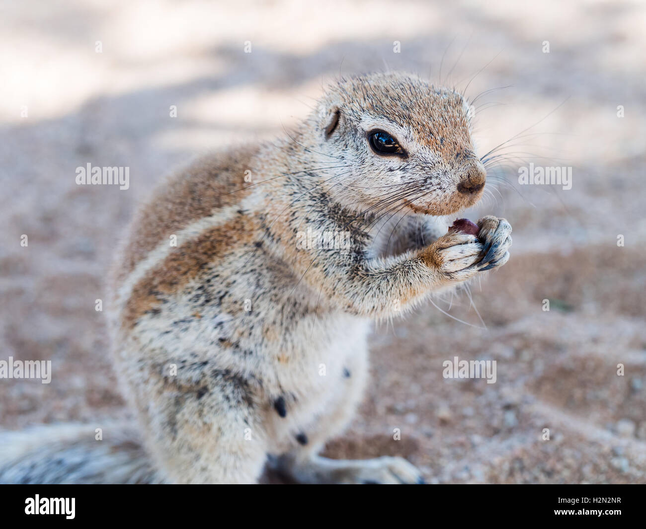 African ground squirrel on the Namib desert, Namibia, eating Stock ...