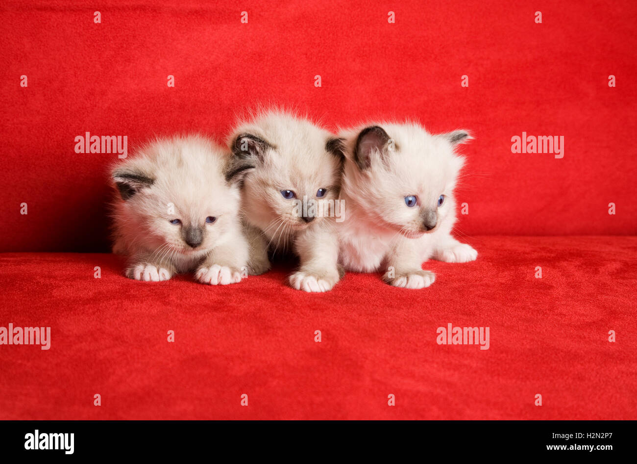 Three Little Kittens Stock Photo - Alamy