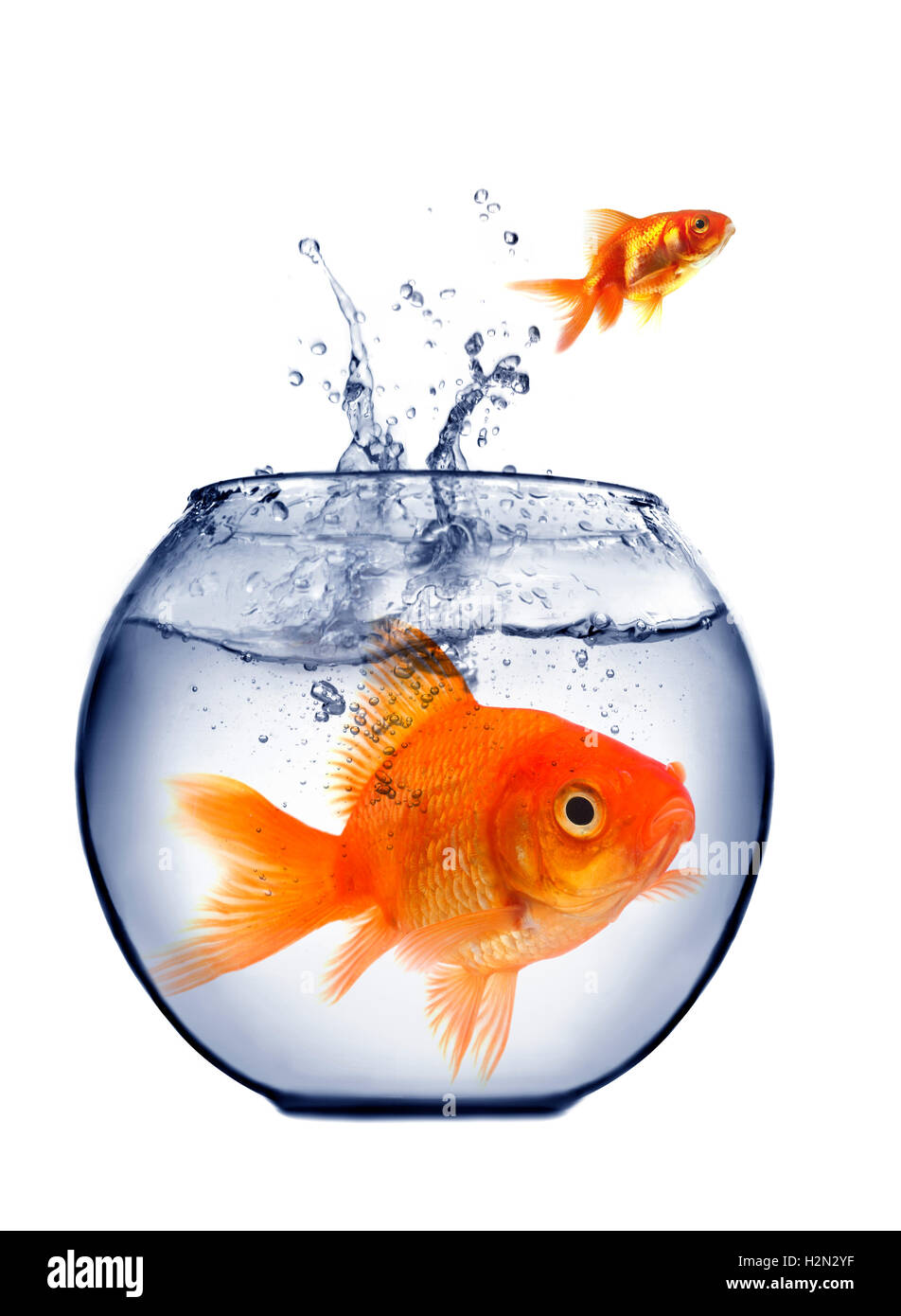 goldfish jumping out of the water Stock Photo - Alamy