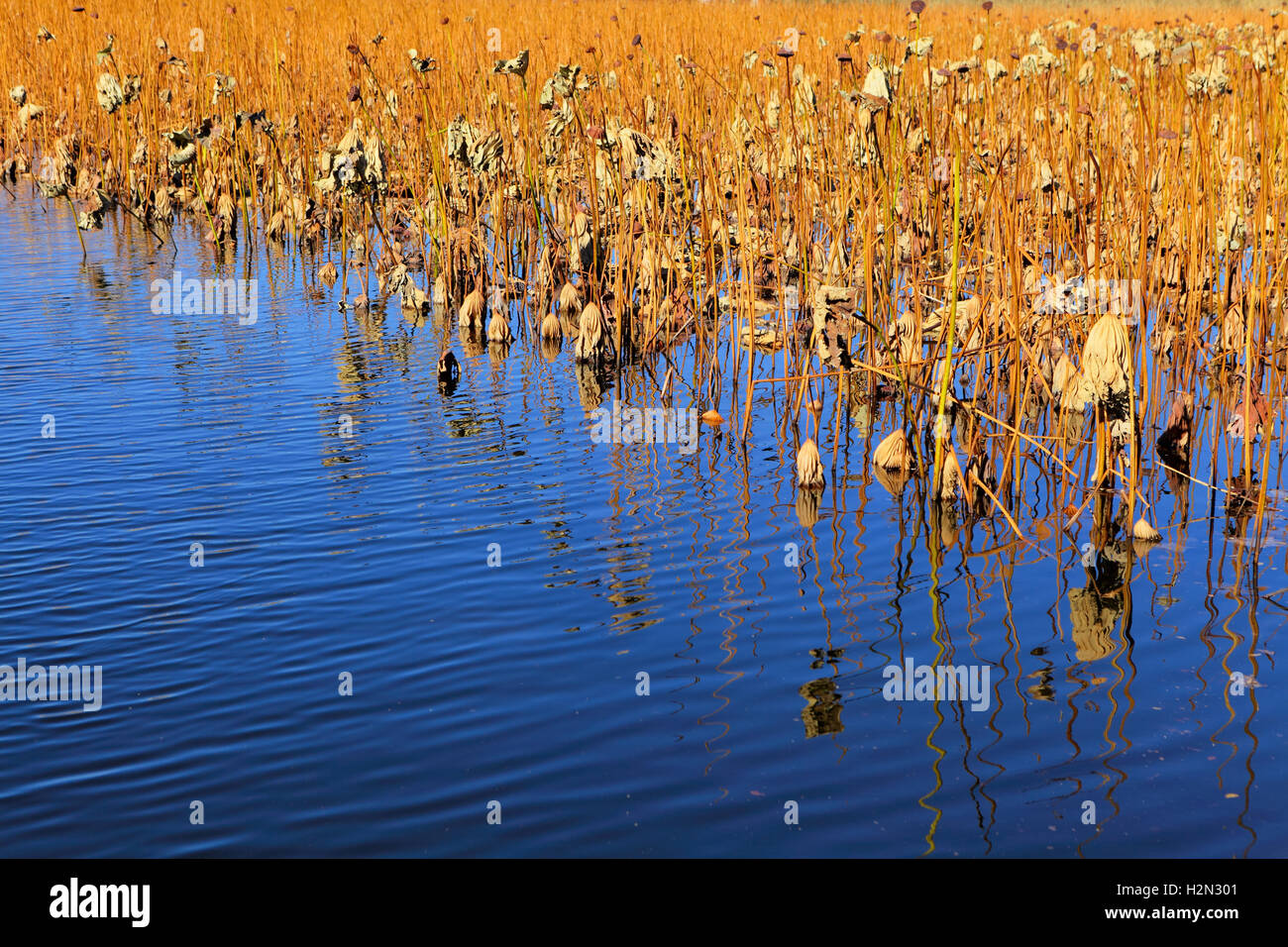 Dead lotus pond Stock Photo - Alamy