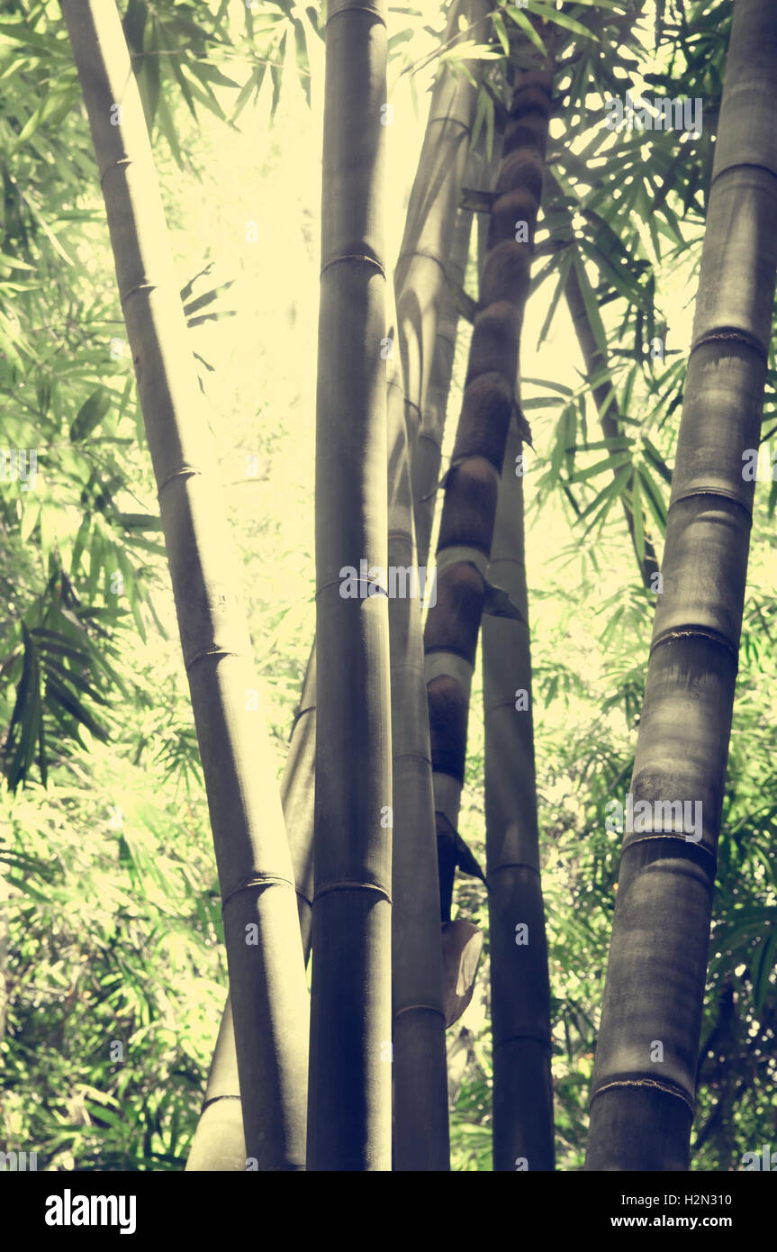 Bamboo beam hi-res stock photography and images - Alamy