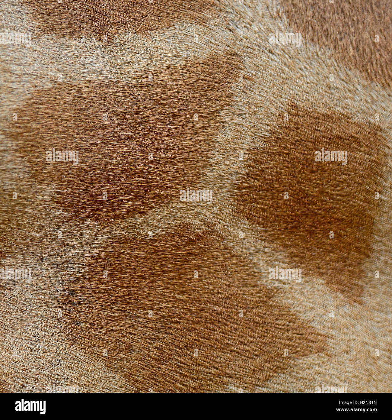 Giraffe skin texture hi-res stock photography and images - Alamy