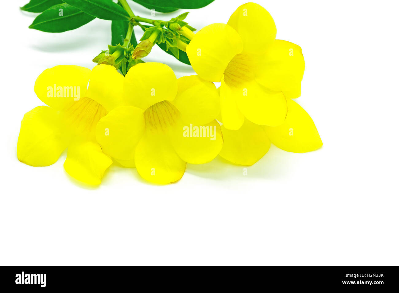 White allamanda hi-res stock photography and images - Alamy