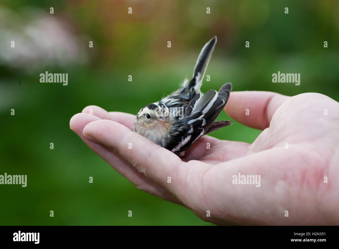 Nuthatcher in Hand Stock Photo - Alamy