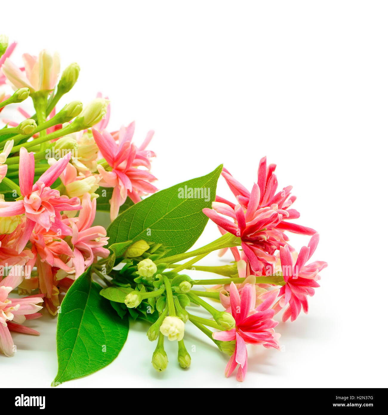 Rangoon creeper hi-res stock photography and images - Alamy