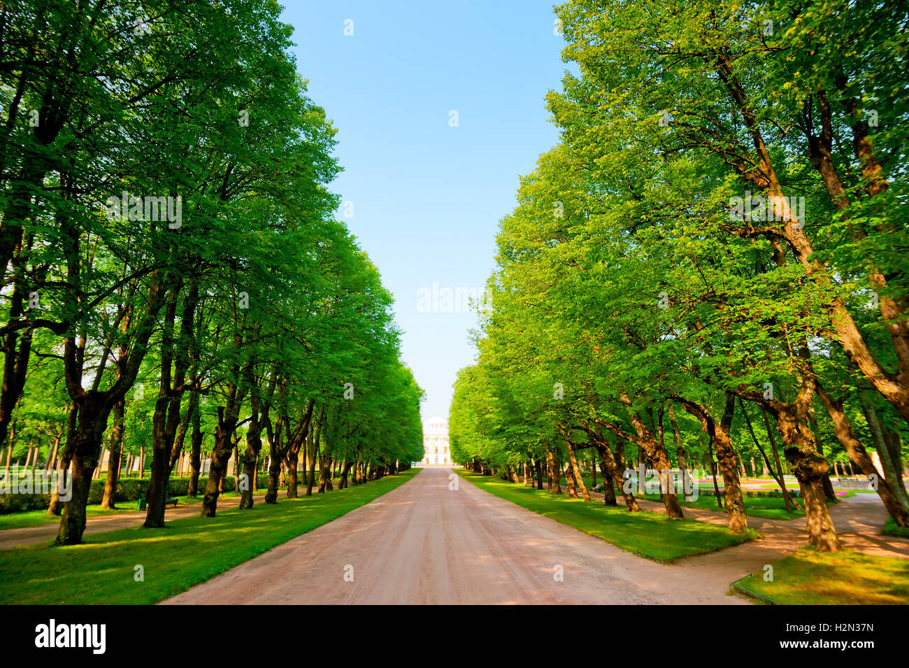 Photography of a tree avenue at a sidewalk hi-res stock photography and ...