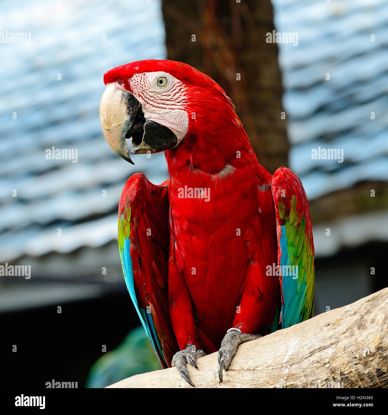 Greenwing macaw parrot hi-res stock photography and images - Alamy