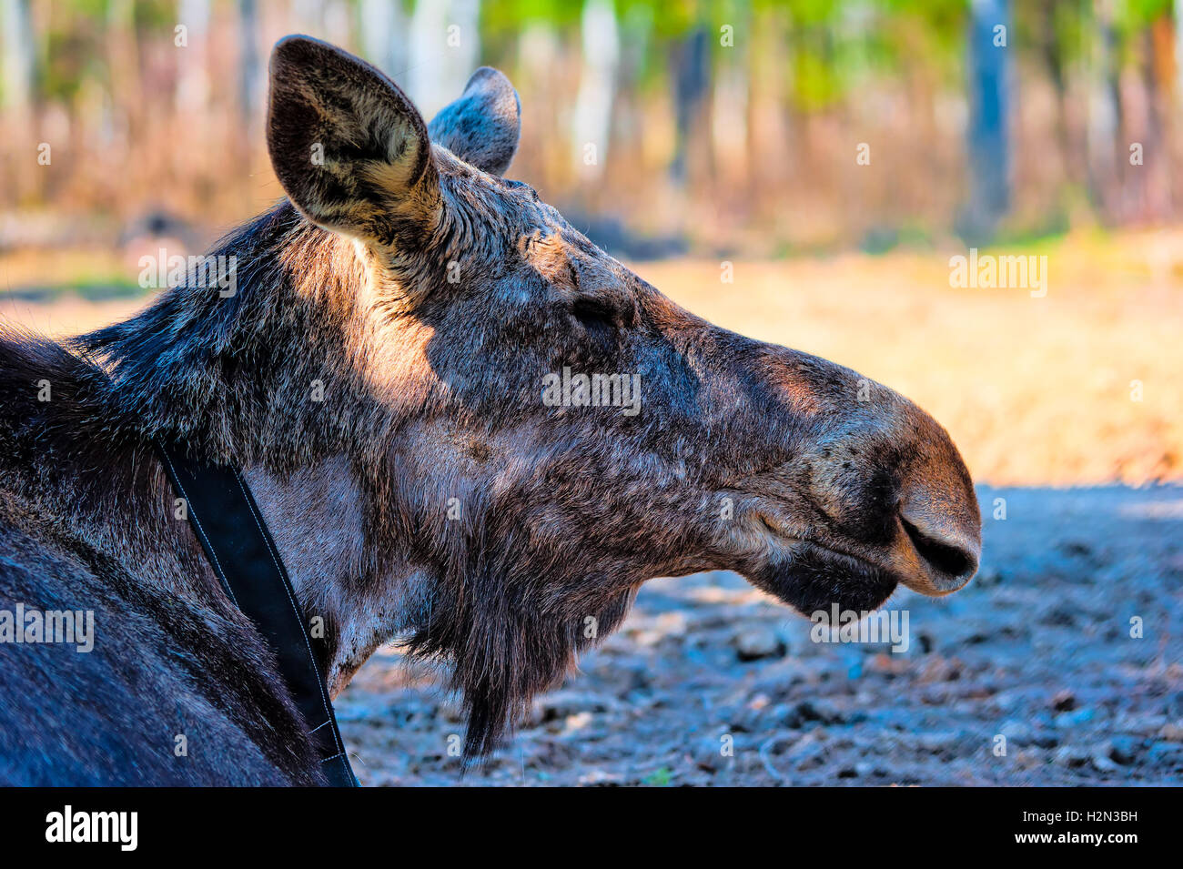 moose head without horns in the reserve Stock Photo - Alamy