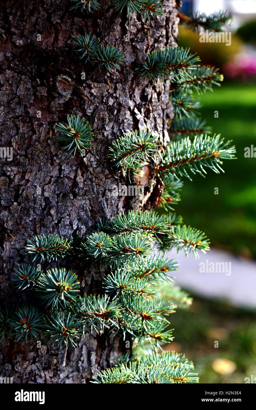 Needles and bark hi-res stock photography and images - Alamy