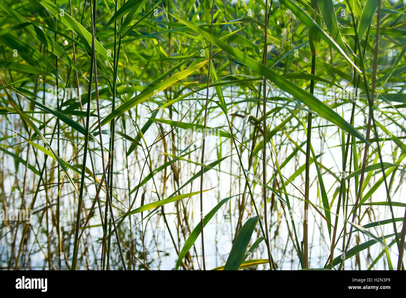 Reeds bush closeup forming a geometric pattern Stock Photo - Alamy