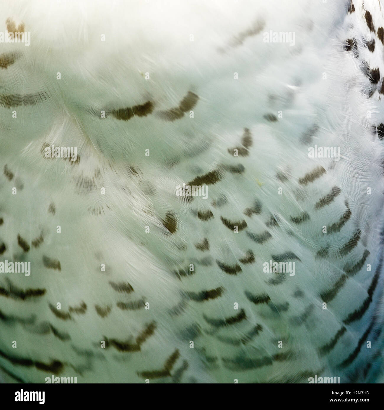 Snowy Owl feathers Stock Photo - Alamy