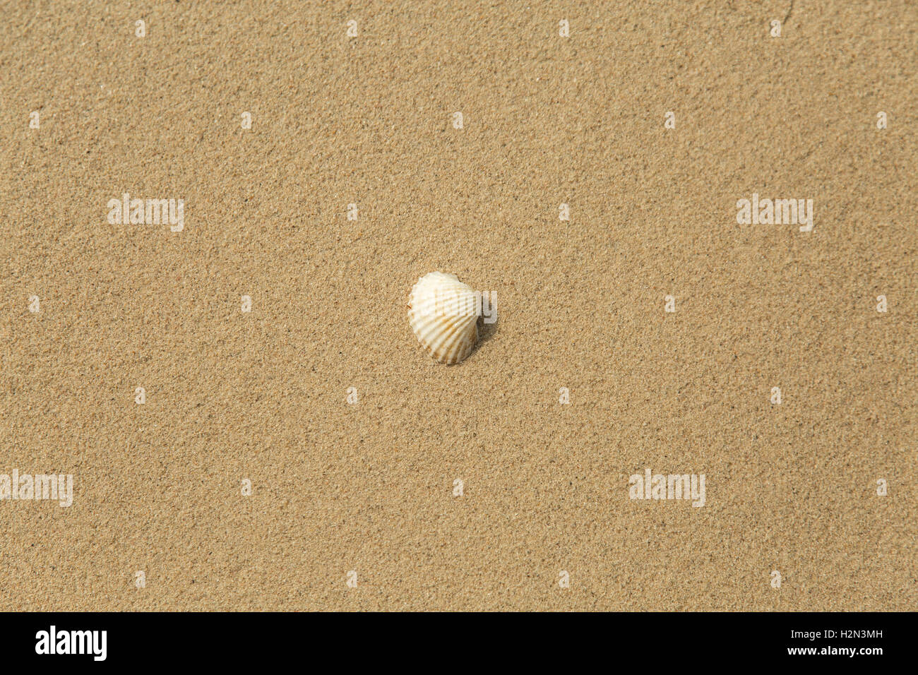 Beautiful white sea shell on sand Stock Photo - Alamy