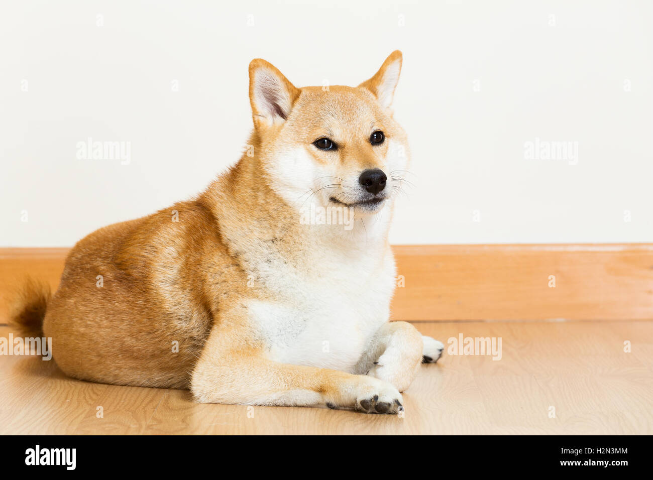 Puppy shiba inu sitting old hi-res stock photography and images - Alamy