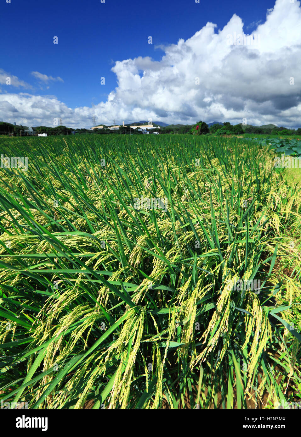 Paddy rice field Stock Photo - Alamy